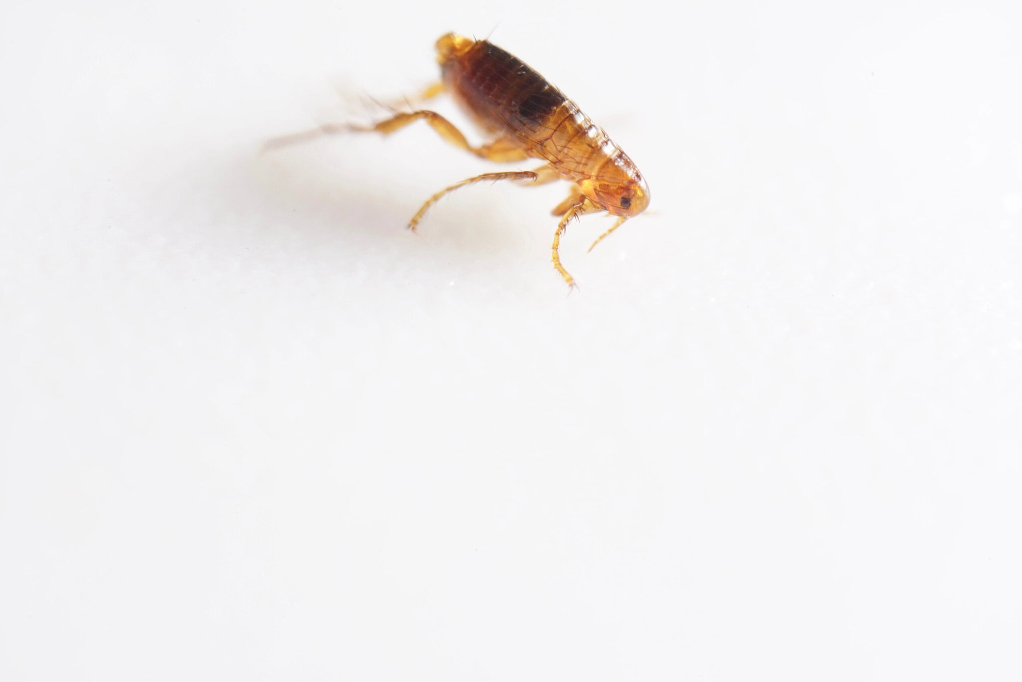 Blechy v posteli a jak se jich zbavit: Účinné metody pro čistou ...